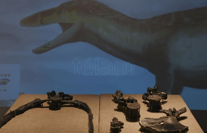 Maip Macrothorax | EL DEBATE